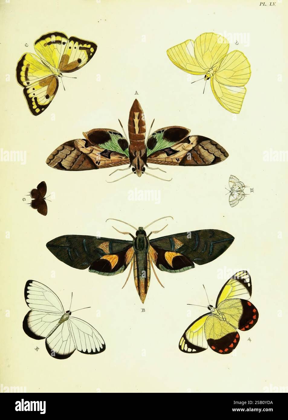 Elongated moth displays remarkable details hi-res stock photography and ...