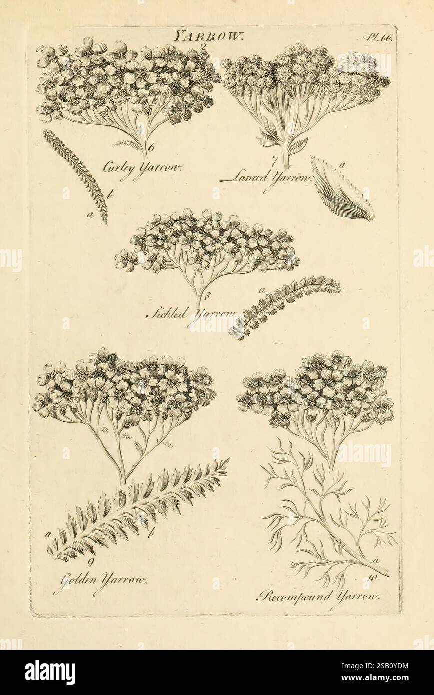 Kidney yarrow hi-res stock photography and images - Alamy