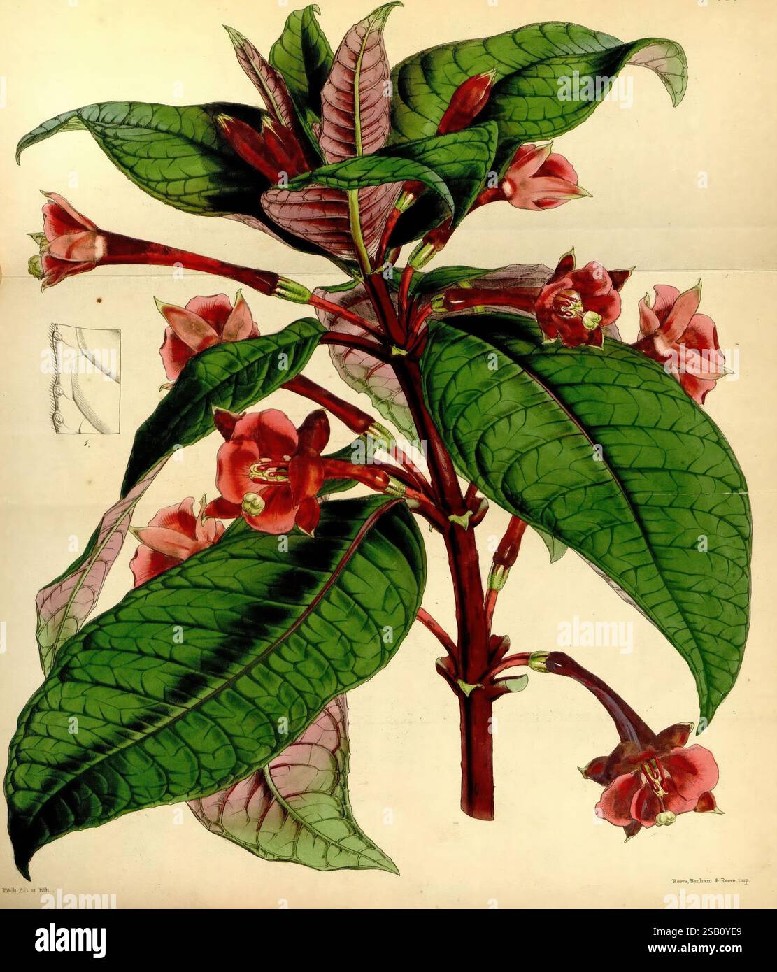 Curtis's Botanical Magazine, London, New York, botanical illustration ...
