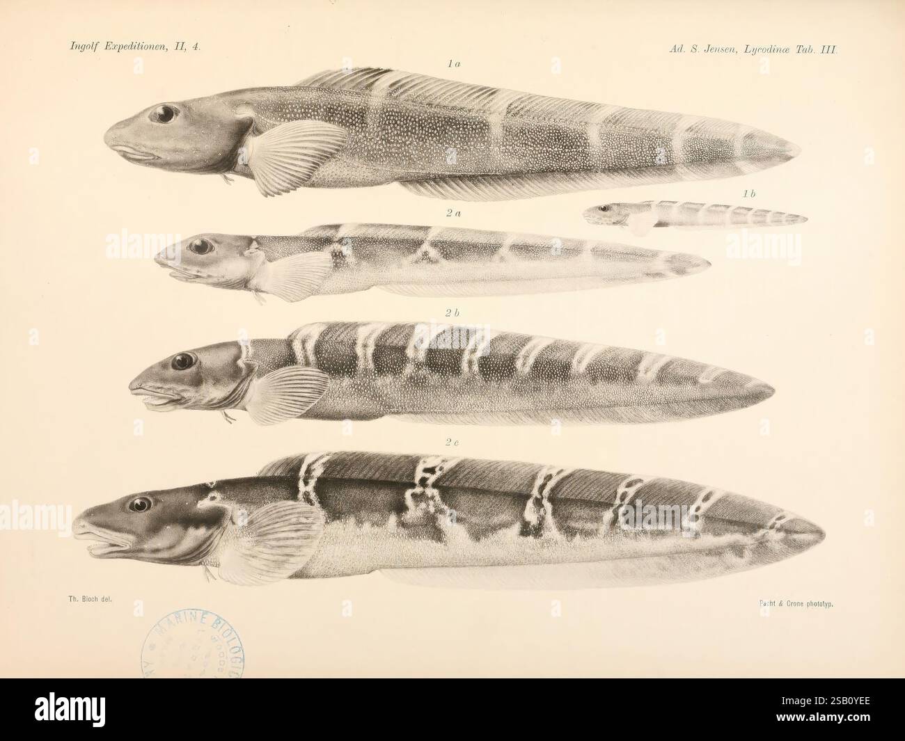 The Danish Ingolf-Expedition. Copenhagen, H. Hagerup, 1899-1928, Arctic ...