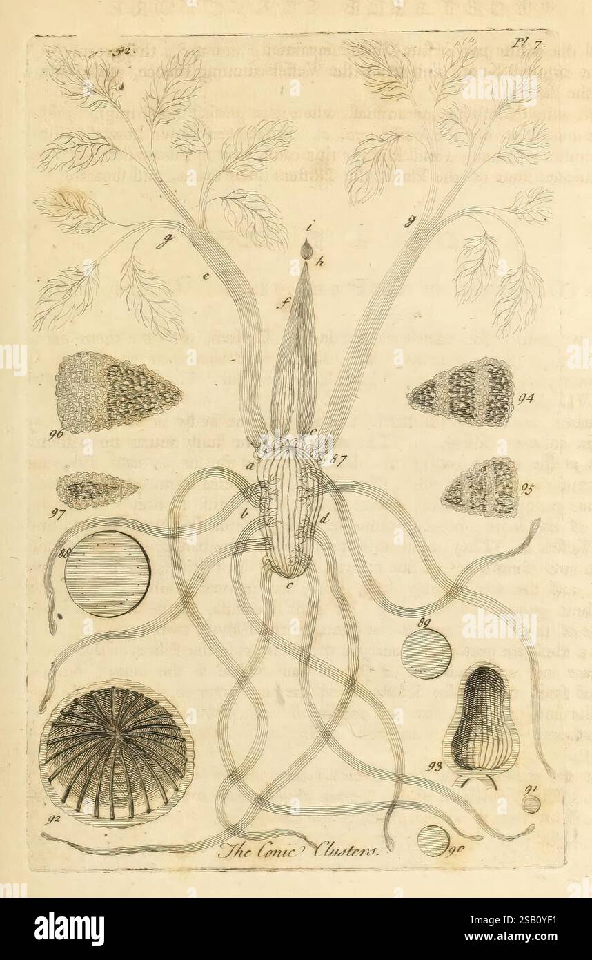 The vegetable system, London,, 1759-1763, botany, pictorial works, This ...