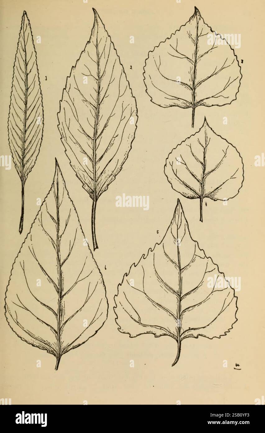 Aspen botanical illustration hi-res stock photography and images - Alamy
