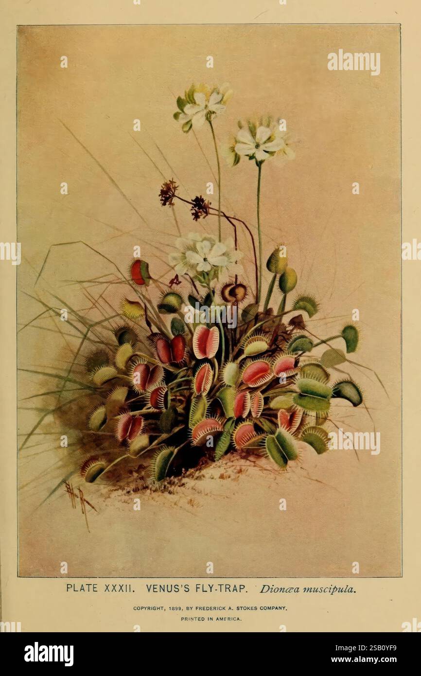 A guide to the wild flowers New York, 1899, United States, Wildflowers ...