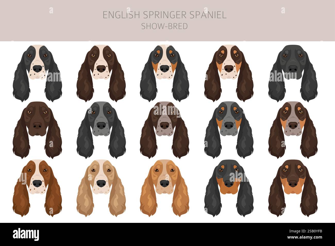 English springer spaniel show-bred clipart. Different poses, coat ...