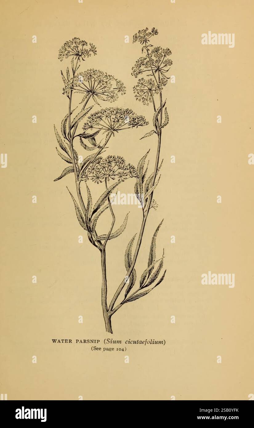 Harper's Guide to Wild Flowers New York Harper 1912 United States ...