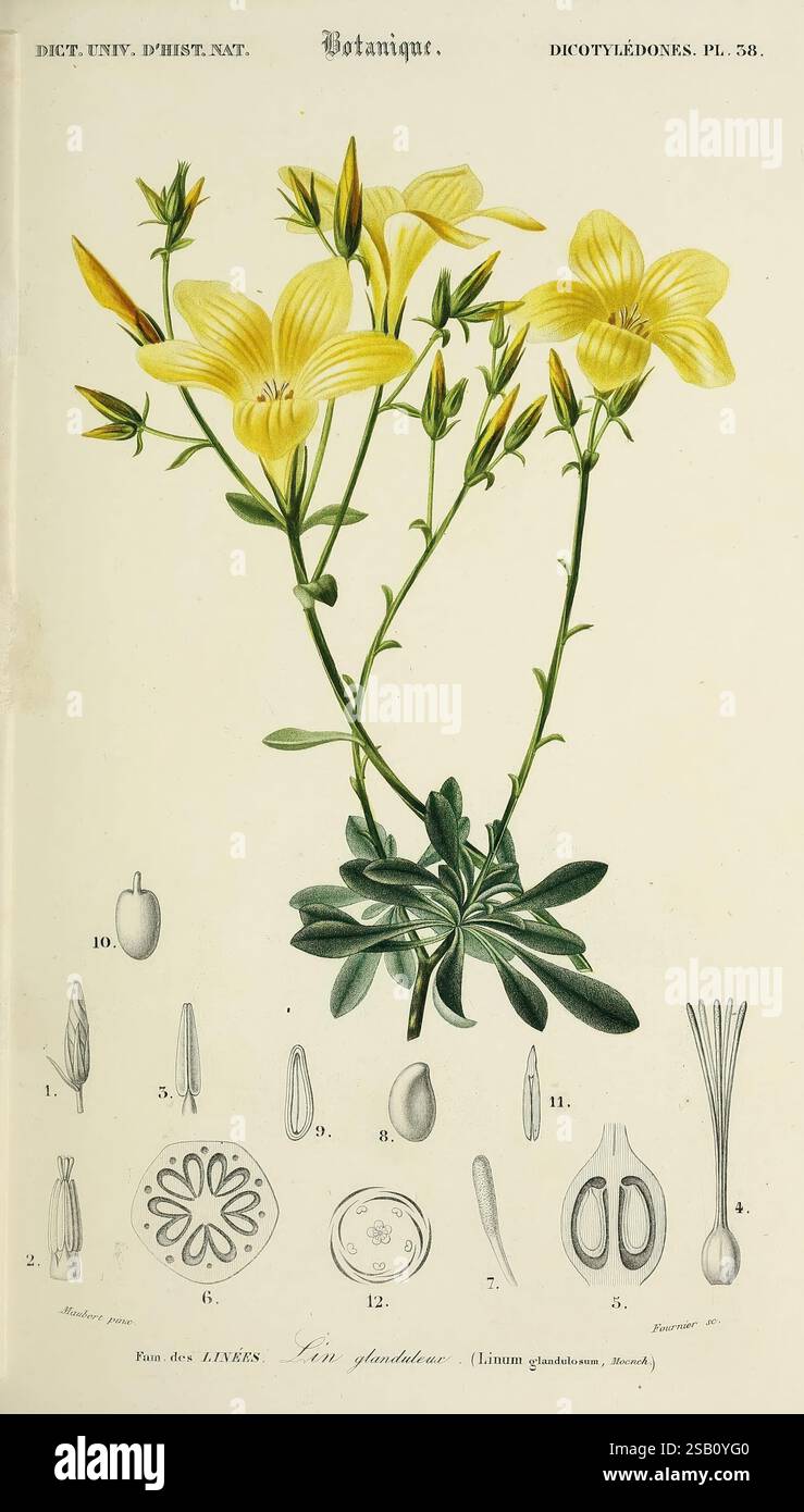 Species linum grandiflorum hi-res stock photography and images - Alamy