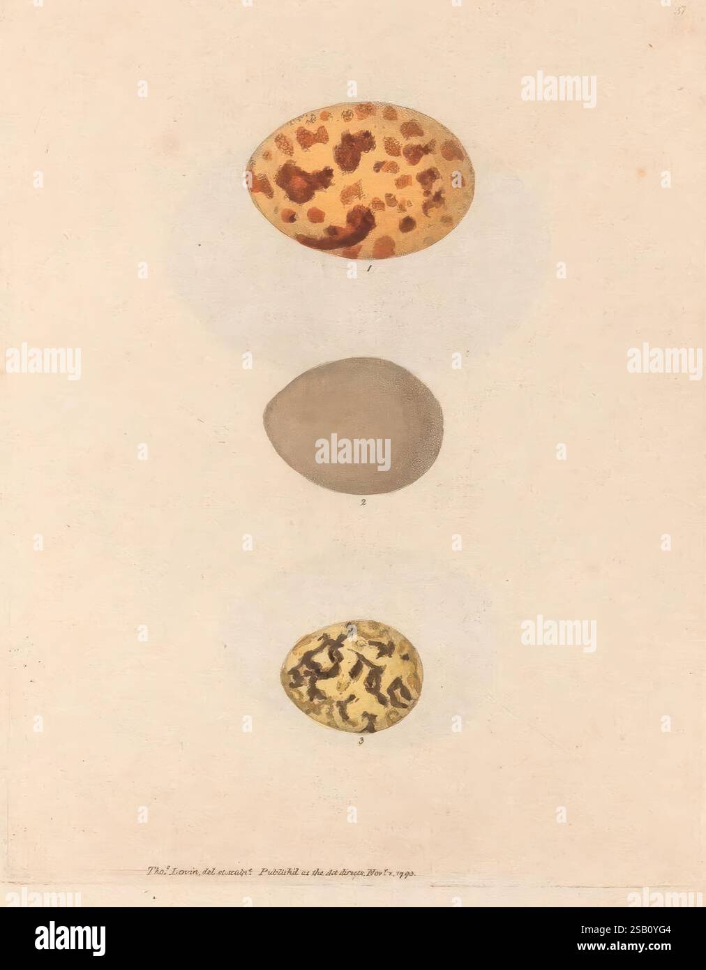 The birds of Great Britain, 1795-1801, Museum of Comparative Zoology ...