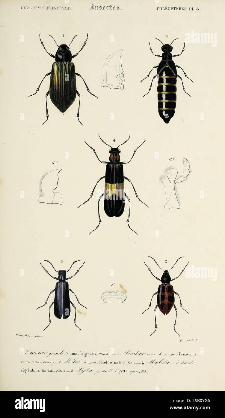 Prominently featuring beetles hi-res stock photography and images - Alamy