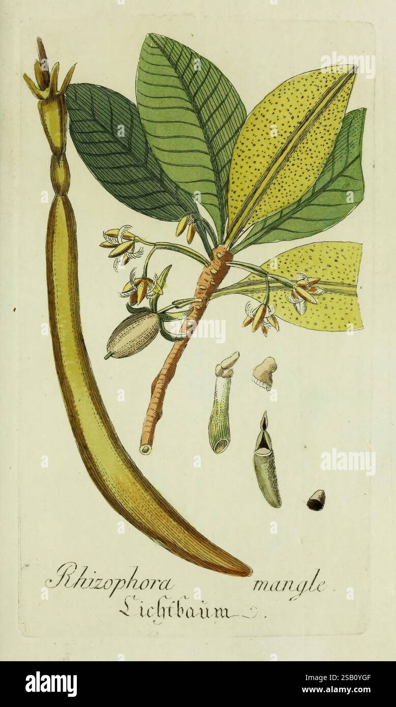 rhizophora mangle propagule