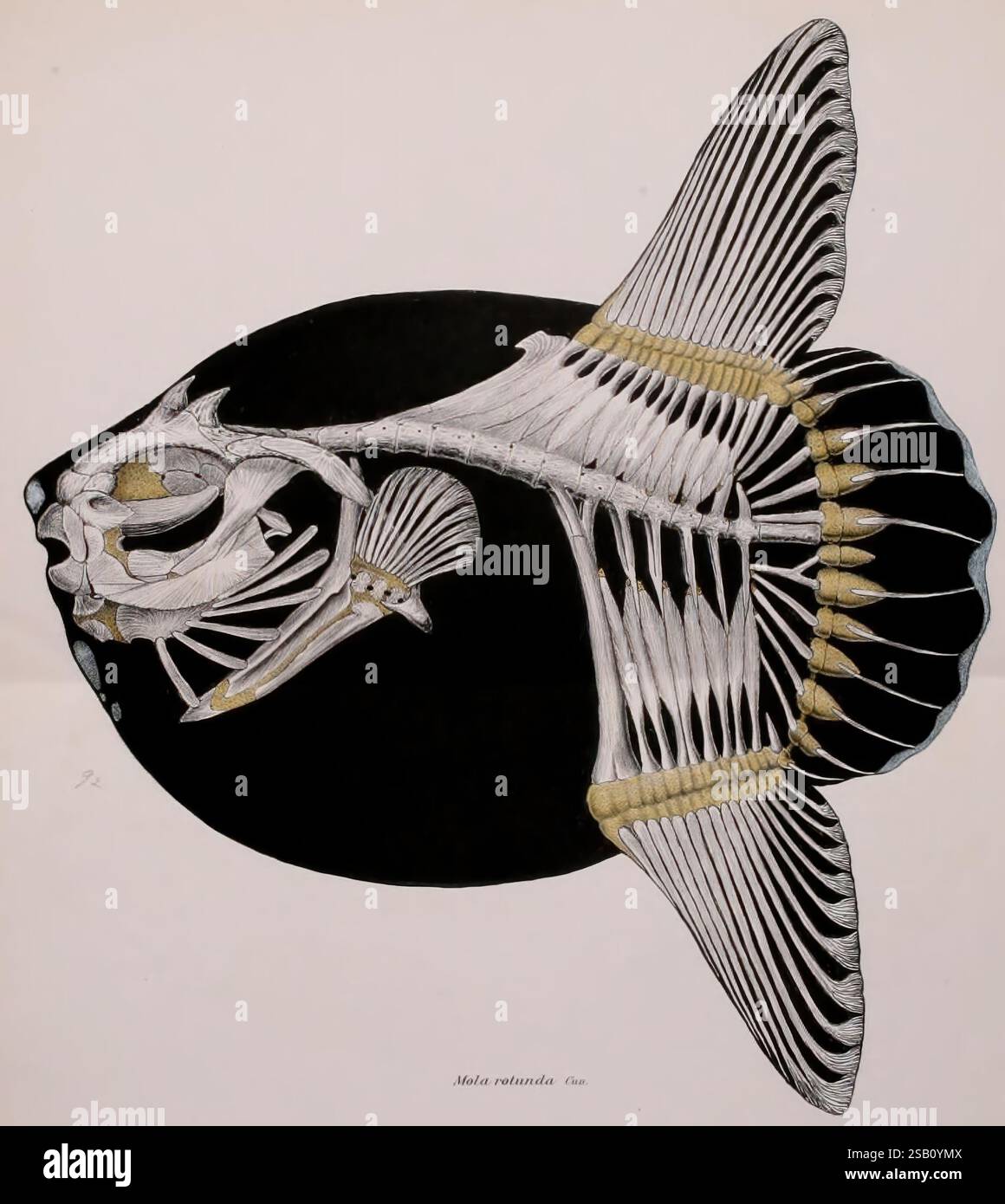 Fishs bones hi-res stock photography and images - Alamy