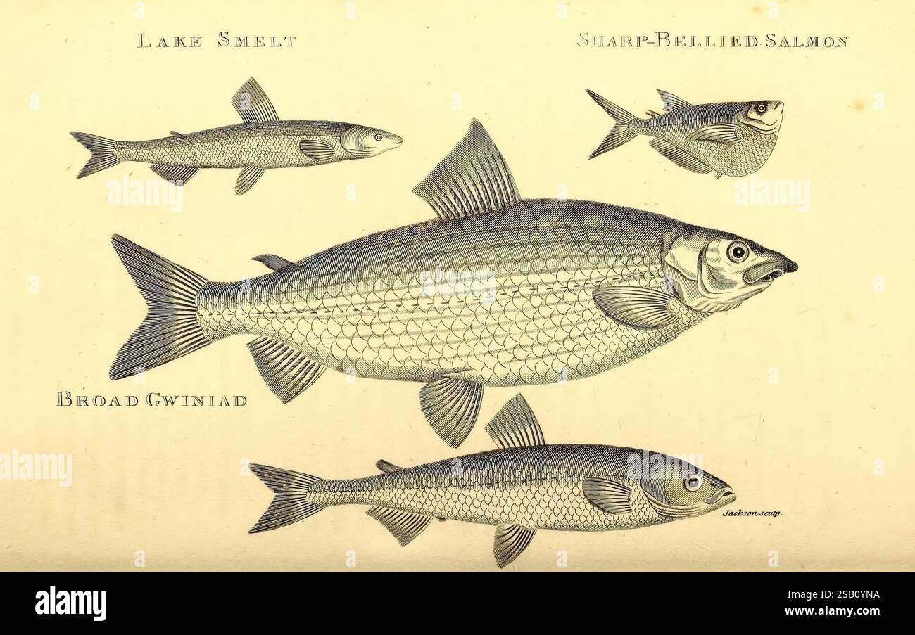 Two smaller fish labeled hi-res stock photography and images - Alamy