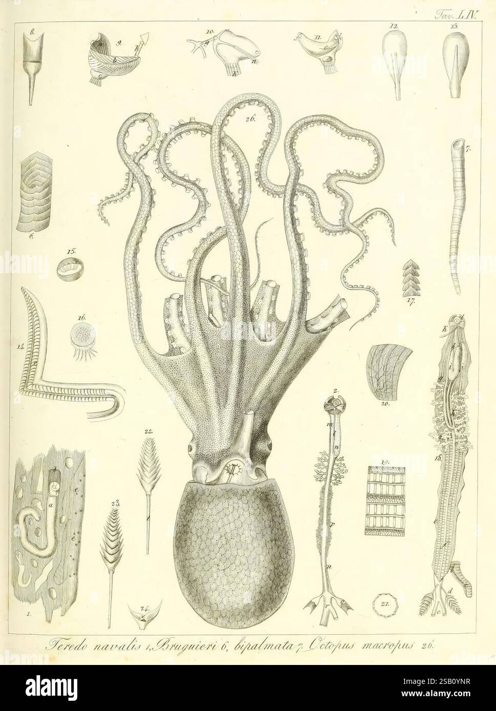 Memorie sulla storia e notomia degli animali senza vertebre del regno ...