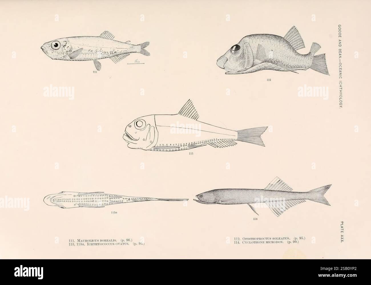 Oceanic ichthyology, Volume 22, Atlas, Cambridge, U.S.A, 1896, Atlantic ...