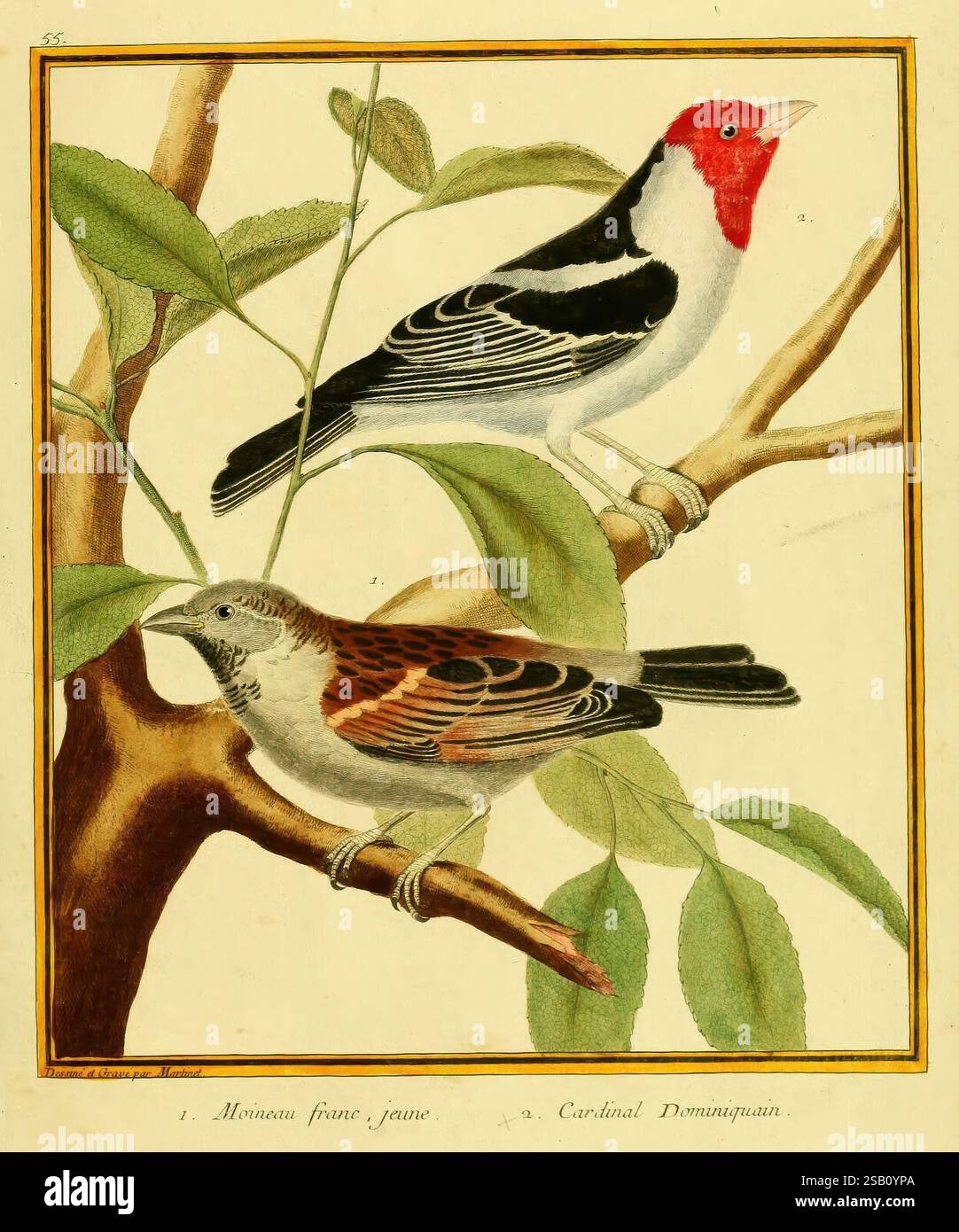 Planches enluminées d'histoire naturelle, t.1, Paris?, s.n,1765-1783 ...