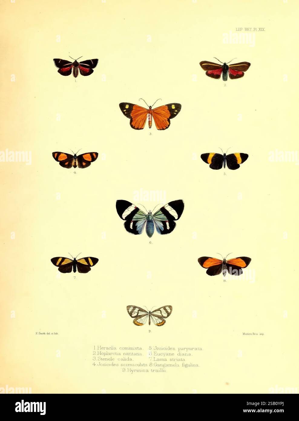 Illustrations of typical specimens of Lepidoptera, Heterocera in the ...