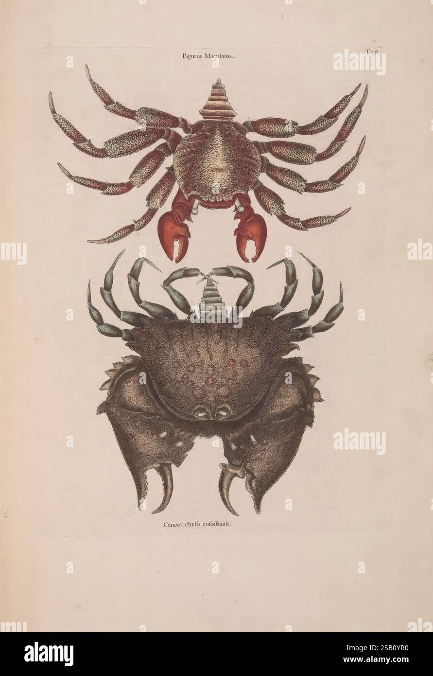 Calappa flammeame box crab hi-res stock photography and images - Alamy