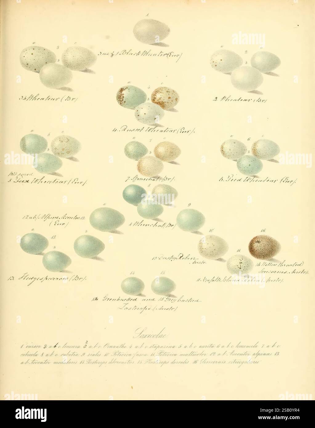 Pictorial egg illustrations hi-res stock photography and images - Alamy