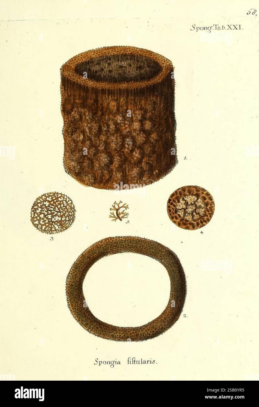 Another ring shaped sponge hi-res stock photography and images - Alamy