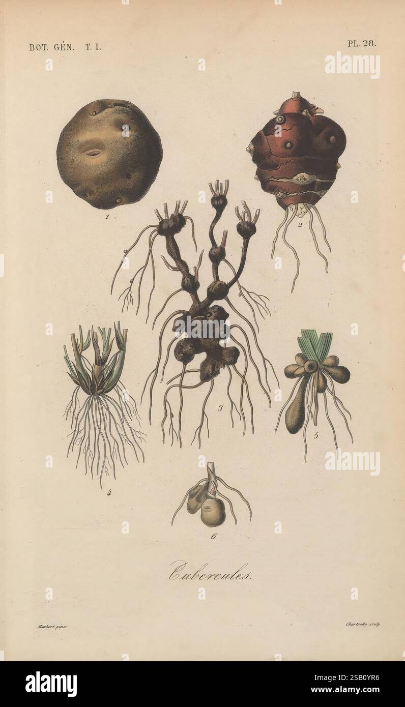 Tuber like roots hi-res stock photography and images - Alamy