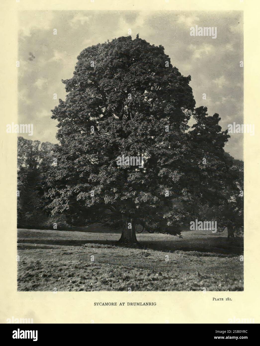 Majestic sycamore tree stands prominently hi-res stock photography and ...