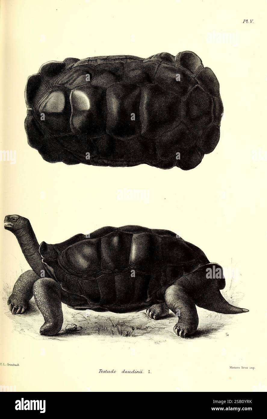 The, gigantic, land-tortoises, (living, and, extinct), in, the ...