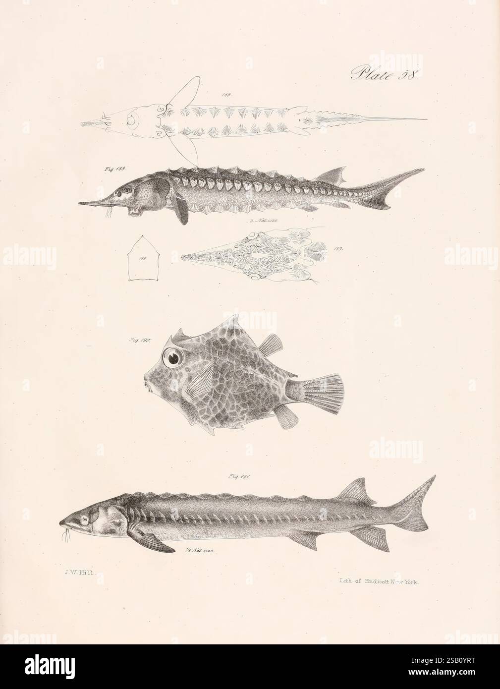 Zoology of New York, Albany, W. & A. White & J. Visscher, 1842-44 ...