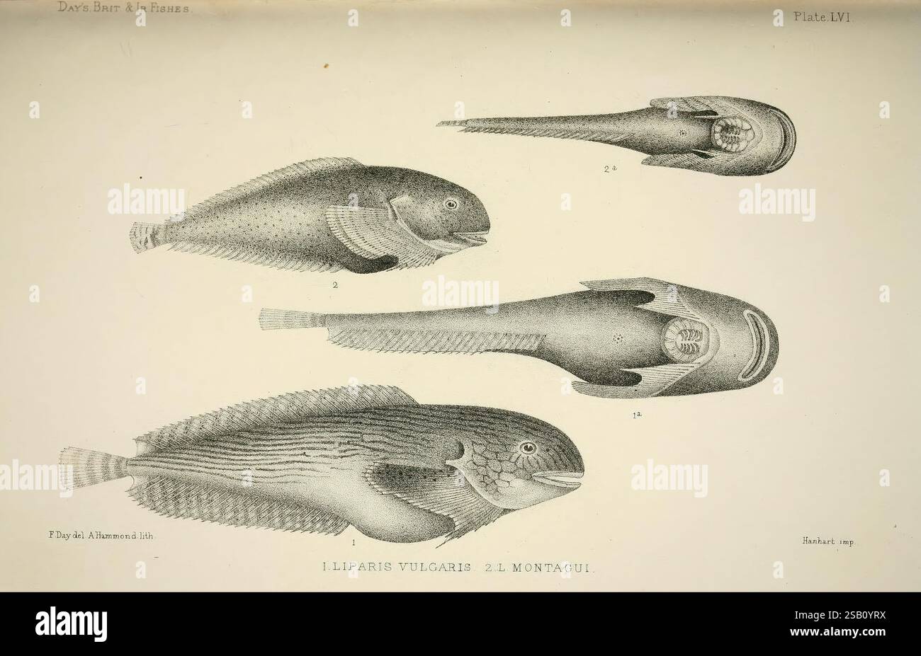 The, fishes, of, Great, Britain, and, Ireland, Edinburgh, Williams, and ...