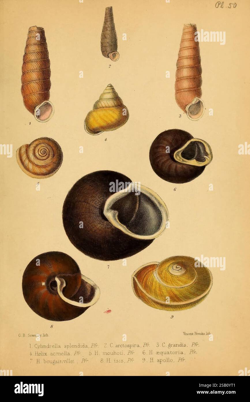 Prominent shells hi-res stock photography and images - Alamy