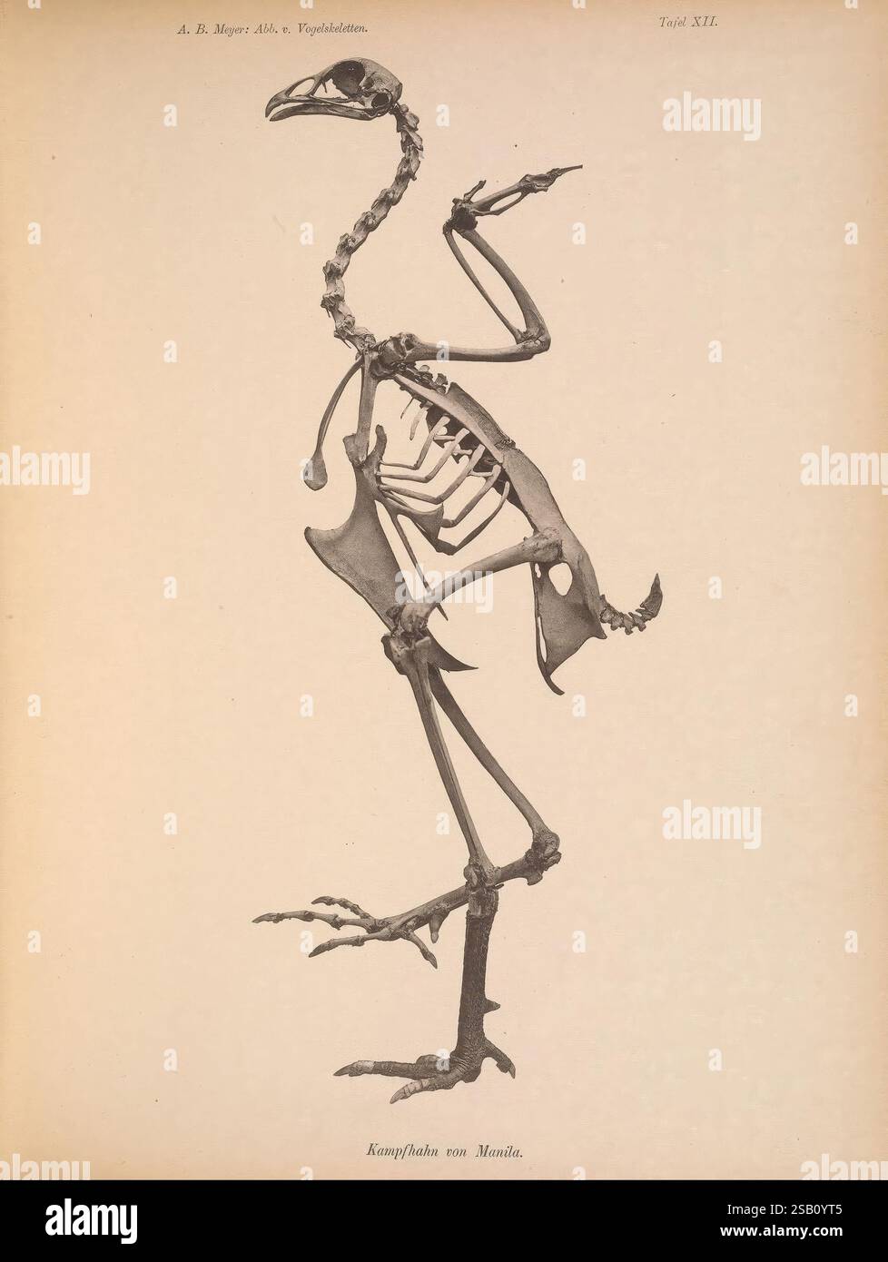 Well defined ribcage hi-res stock photography and images - Alamy