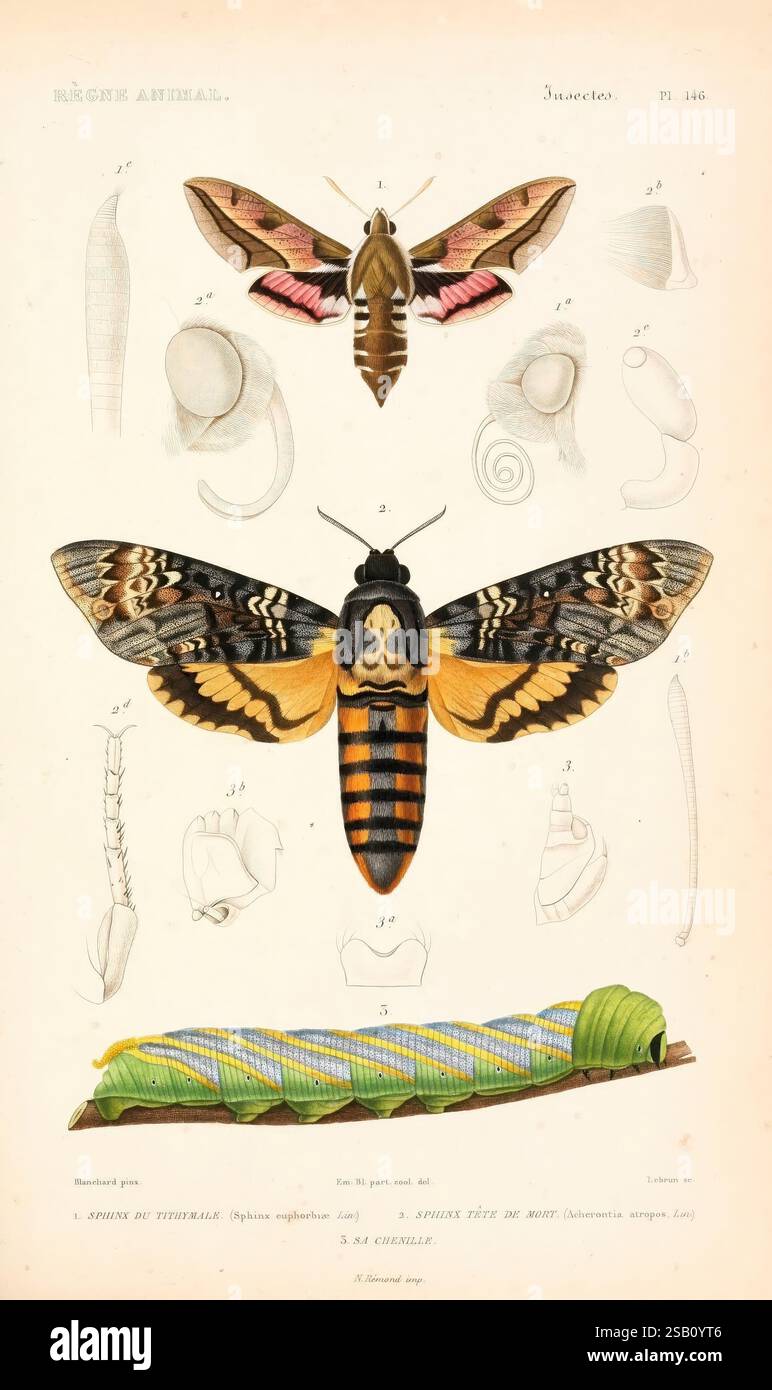 Le règne animal distribué d'après son organisation, Paris, 1836-1849 ...