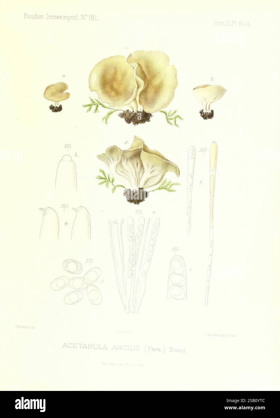 Fungal species acetabula anglicis hi-res stock photography and images ...