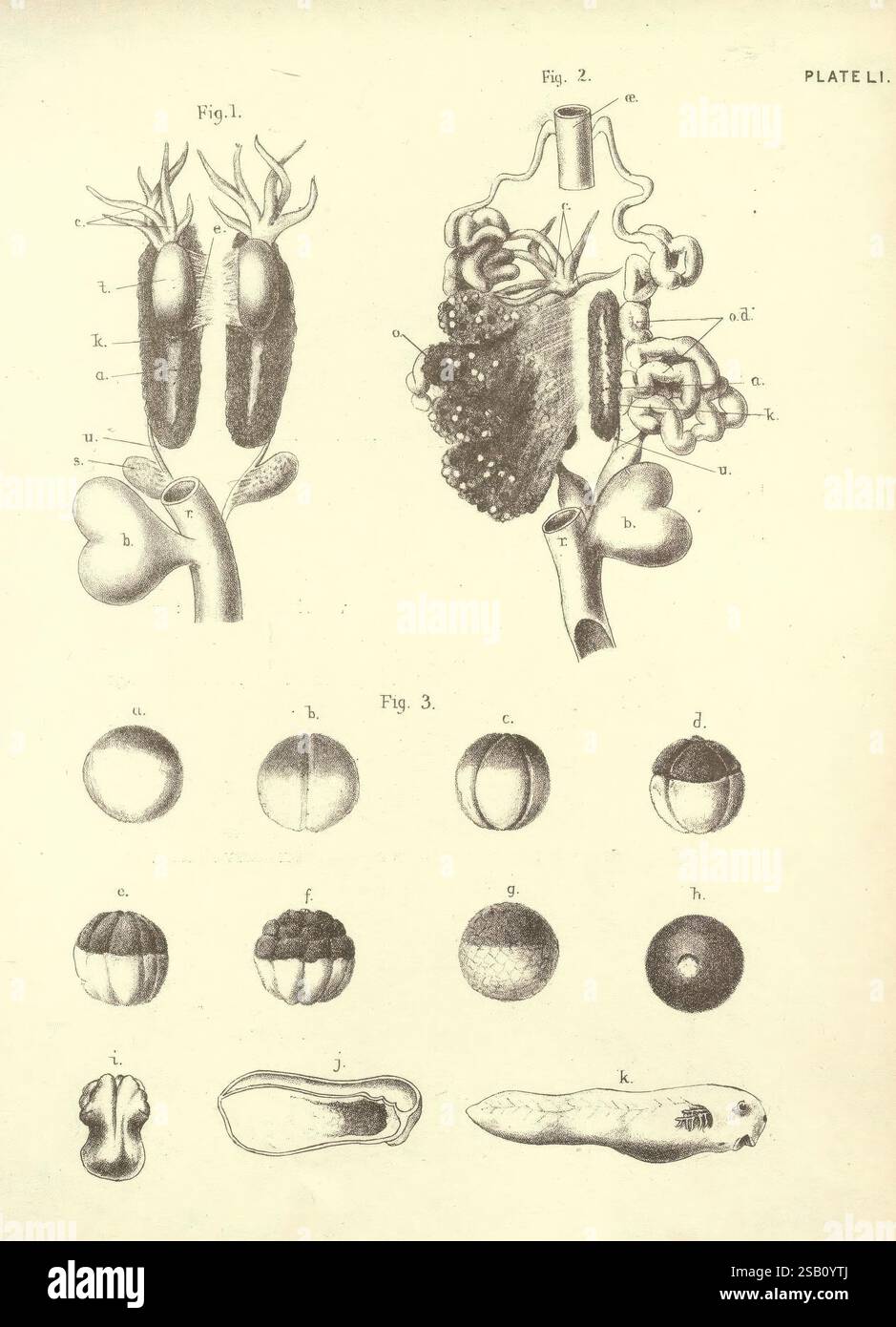 Illustrations of zoology: invertebrates & vertebrates Edinburgh Y. J ...