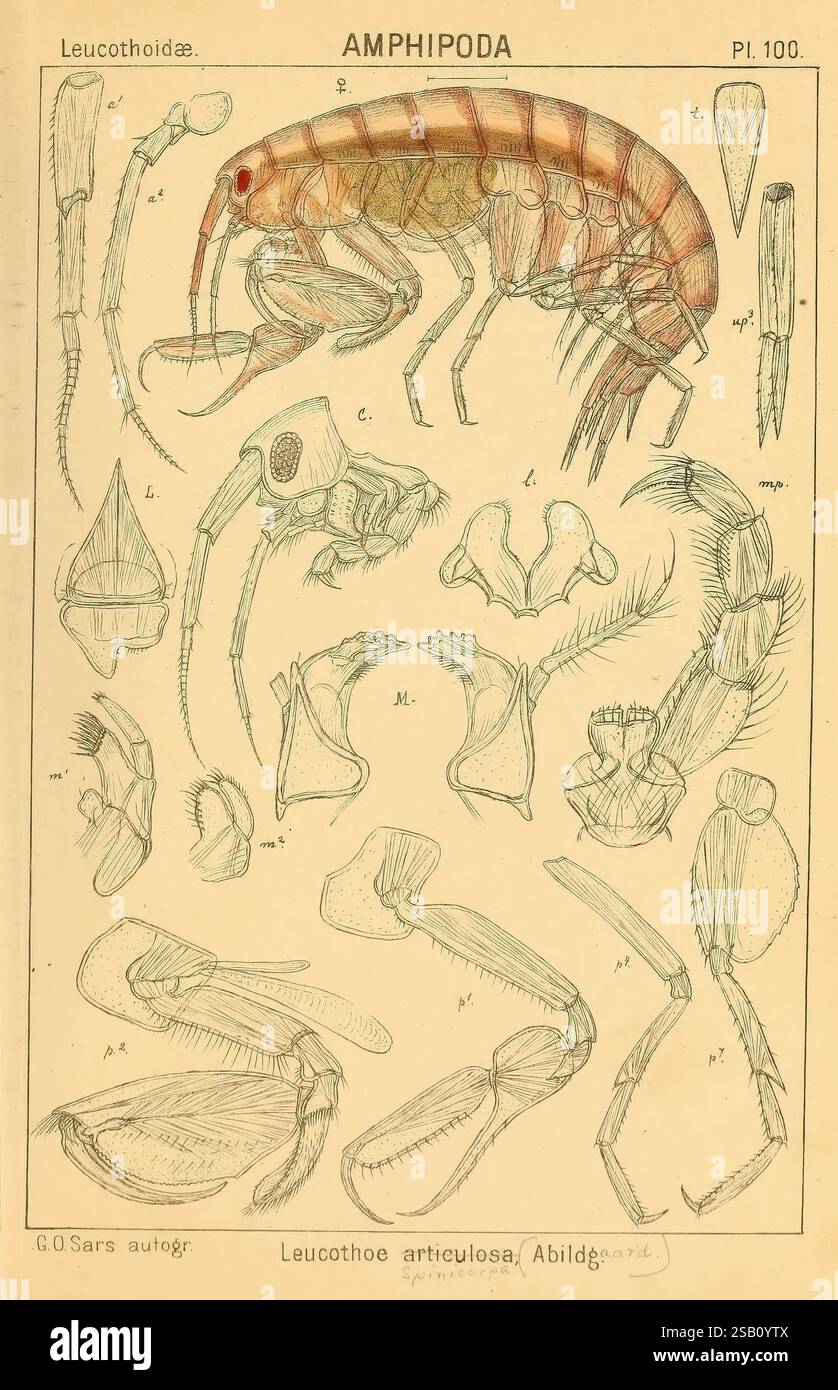 Amphipod species leucothoe articulosa hi-res stock photography and ...