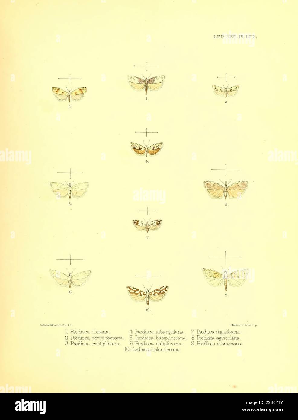 Illustrations of typical specimens of Lepidoptera Heterocera in the ...