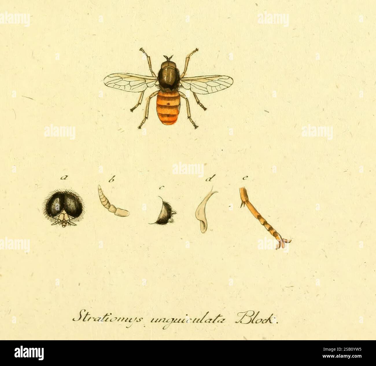 Fauna Germanica, Diptera, Nuremberg?, s.n, between 1793 and 1805 ...