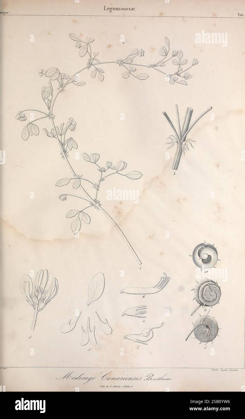 Histoire naturelle des Iles Canaries Paris, Béthune, éditeur, 1836-1850 ...