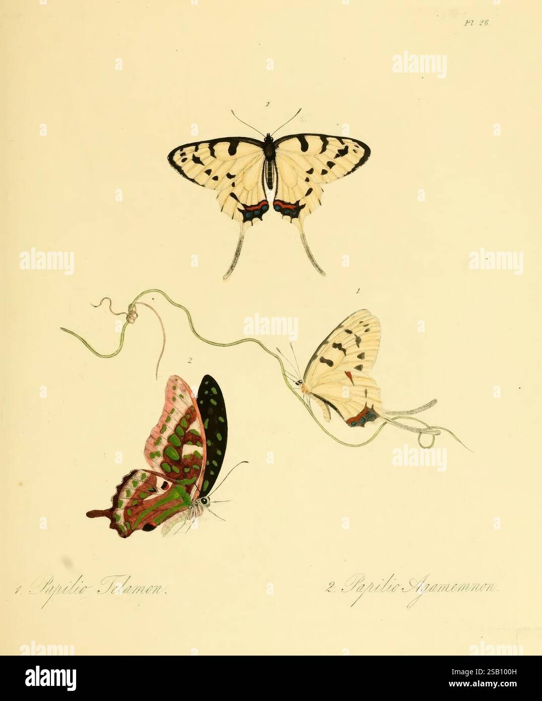 Natural history of the insects of China, 1842, China, insects ...