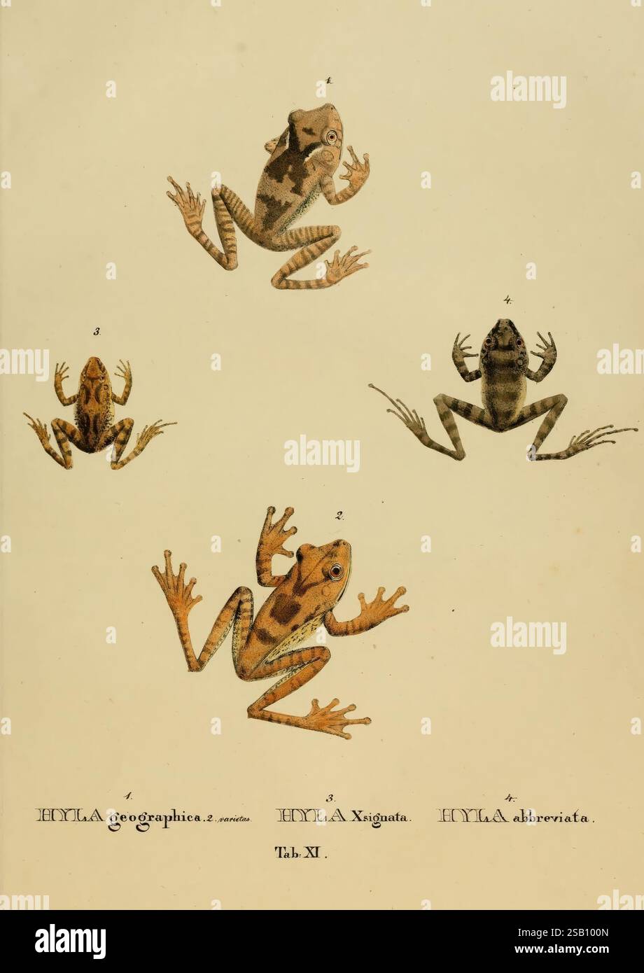 Animalia Nova Sive Species Novae Testudinum Et Ranarum Monachii F.S ...