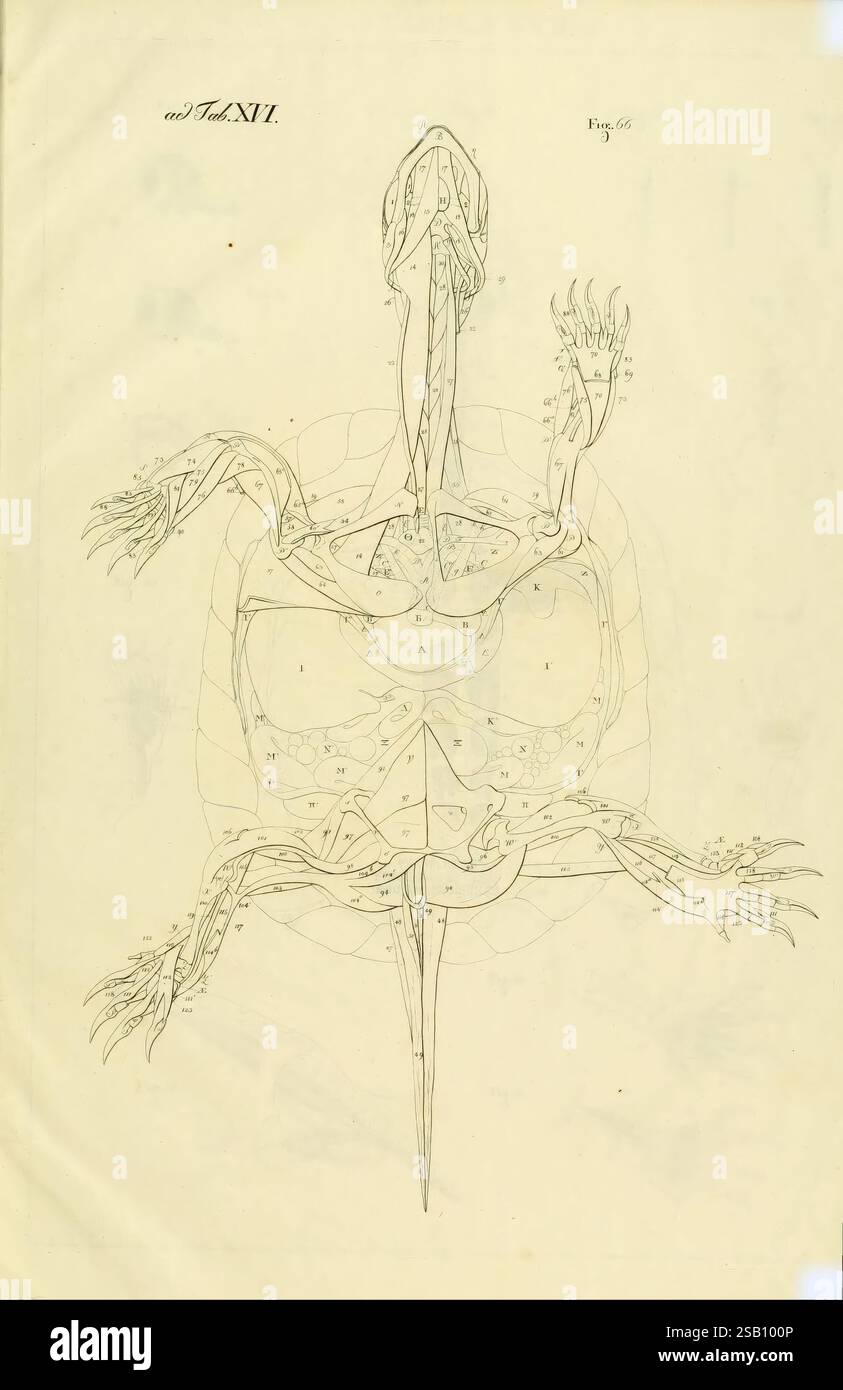 Turtles unique skeletal formation hi-res stock photography and images ...
