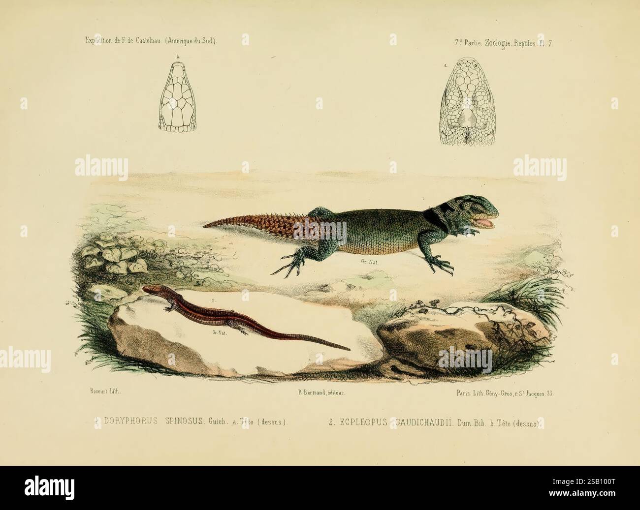 Various reptiles within hi-res stock photography and images - Alamy