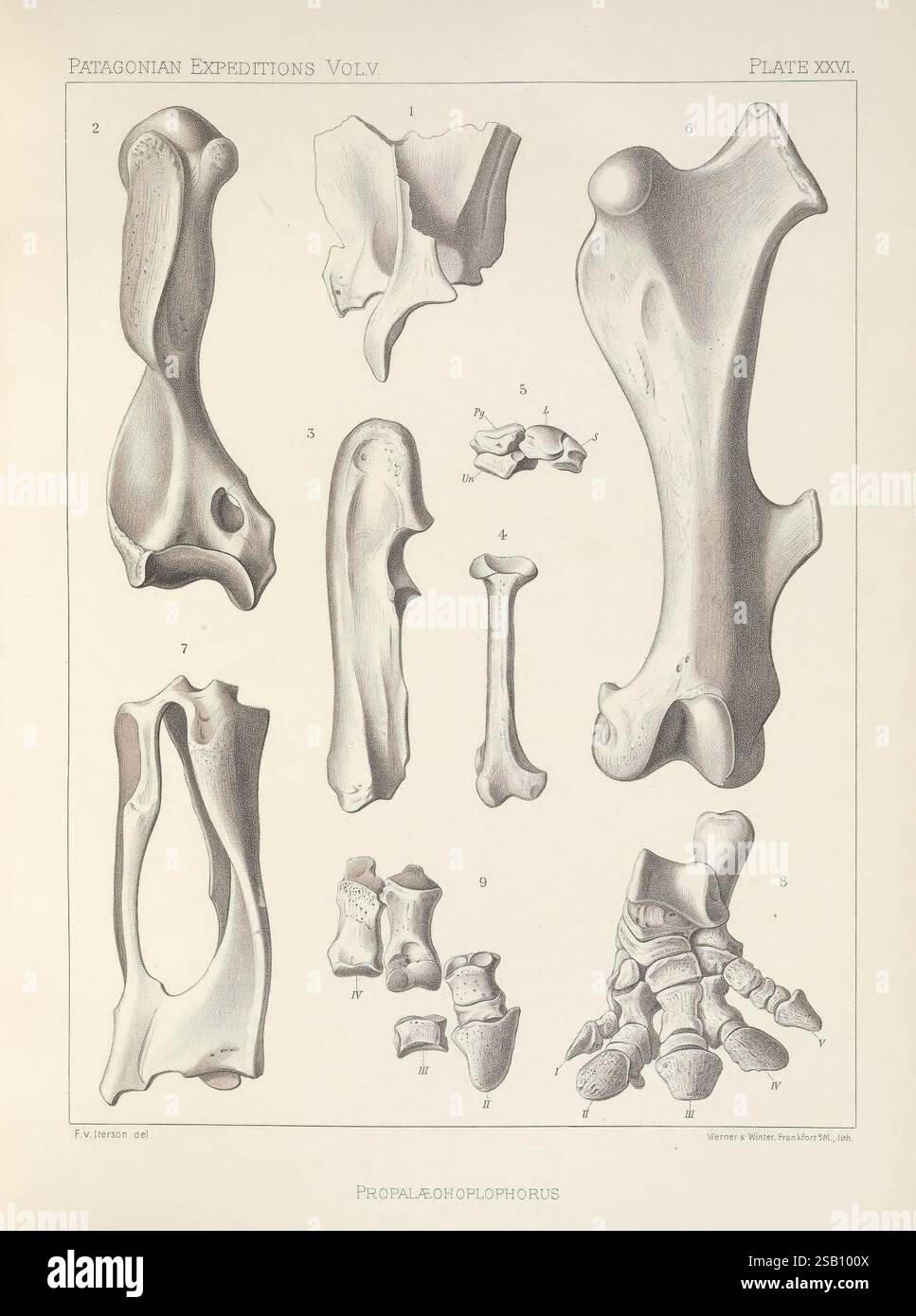 Highlighting different skeletal elements hi-res stock photography and ...