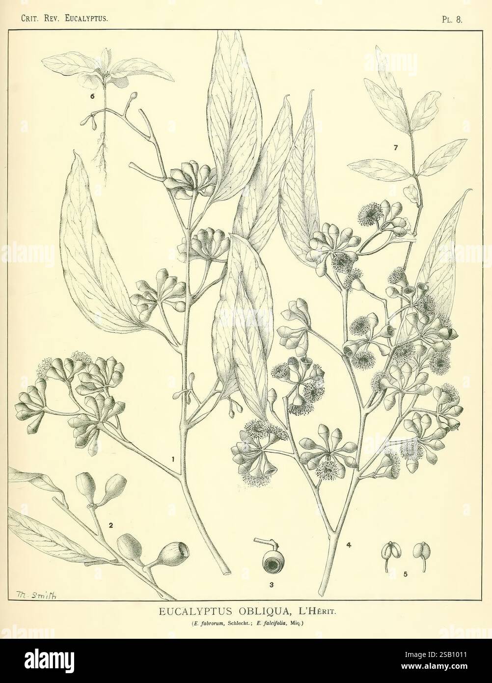 A critical revision of the genus Eucalyptus, Sydney, W. A. Gullick ...