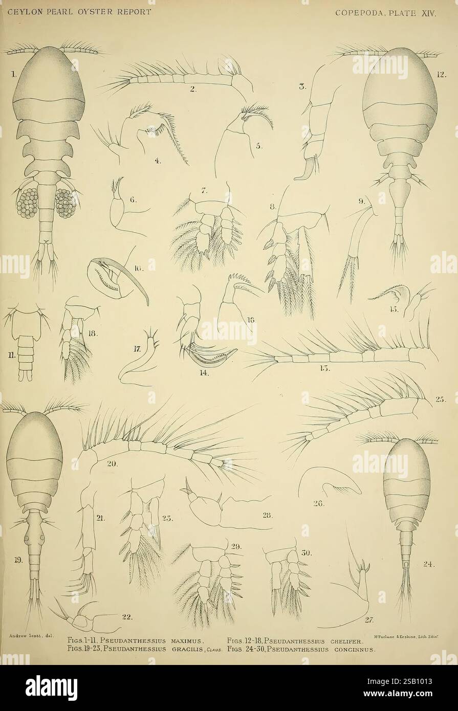 Report of the Copepoda collected by Professor Herdman, at Ceylon, in ...
