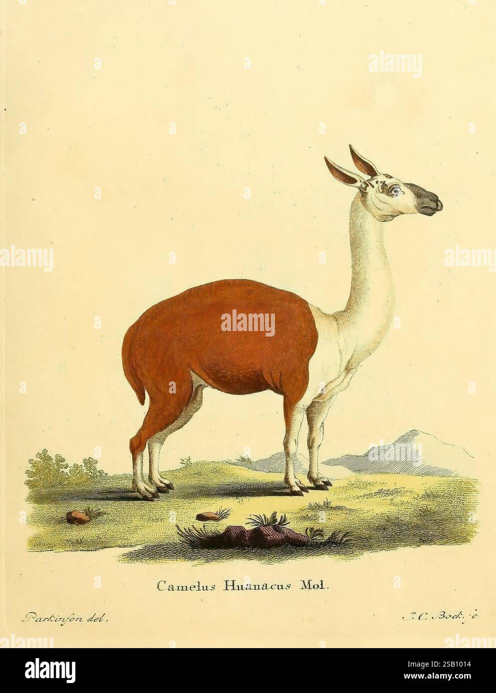 Camelus huamacus mol hi-res stock photography and images - Alamy