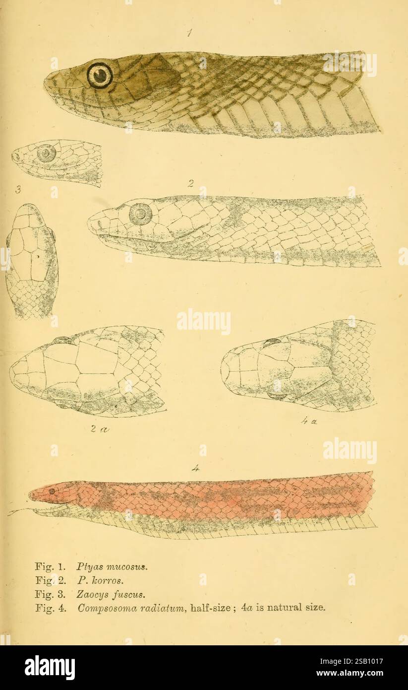Ptyas fusca coelognathus radiatus taxonomy hi-res stock photography and ...