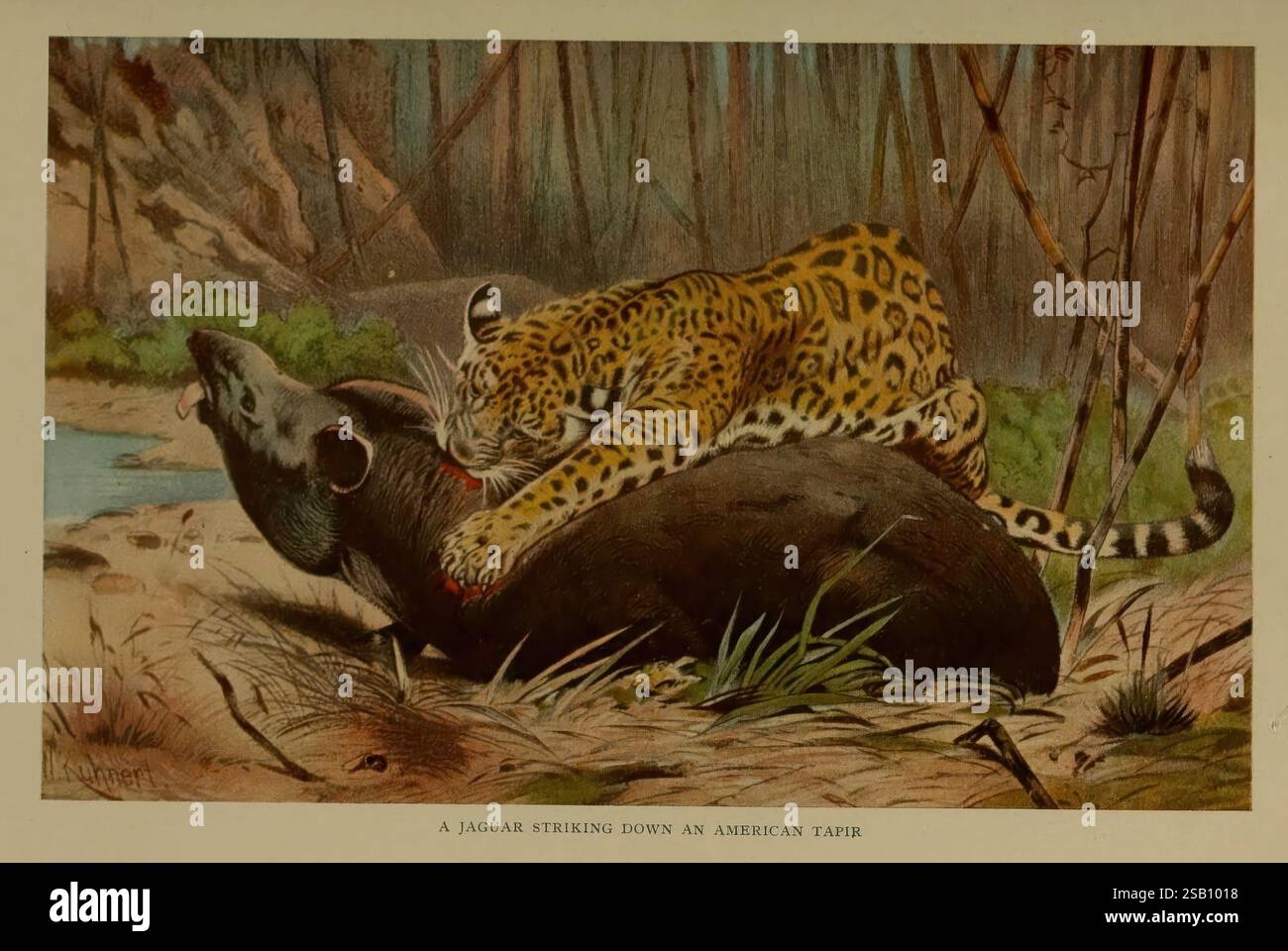 Vividly illustrated scene captures hi-res stock photography and images ...