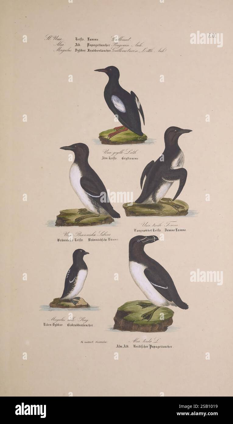 Common murre greenland hi-res stock photography and images - Alamy