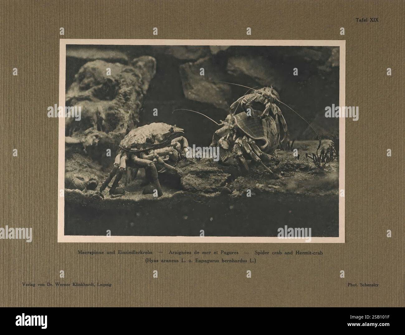 Tier-und Pflanzenleben der Nordsee, Leipzig, W. Klinkhardt, 1914-1922 ...