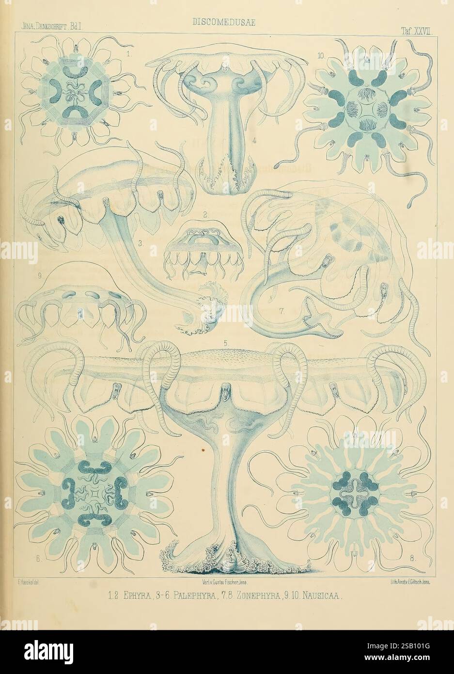Denkschriften der Medicinisch-Naturwissenschaftlichen Gesellschaft zu ...
