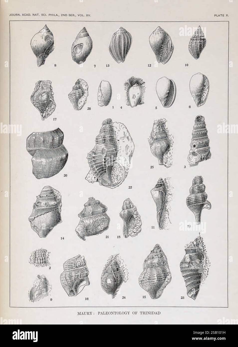 A contribution to the paleontology of Trinidad, Philadelphia, 1912 ...